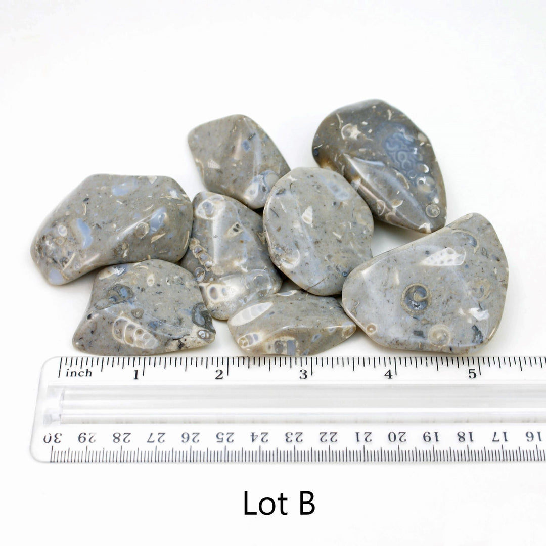 Texas Flint Turritella Fossil Tumble Polished Specimens – Native Way Online